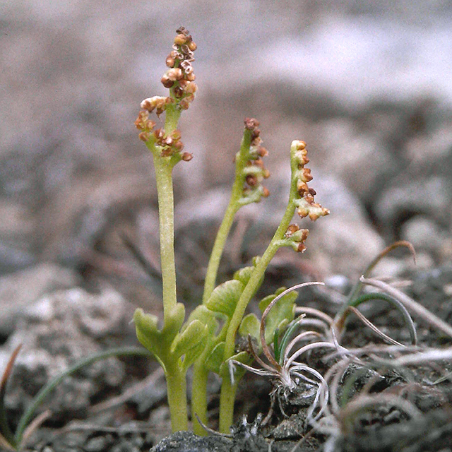 Moonwort | Norfolk Flora Group
